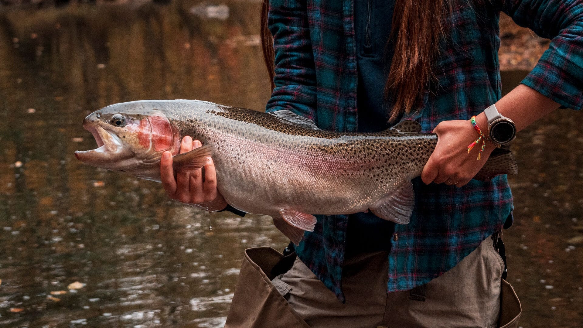 wvdnr trout stocking 2026 schedule